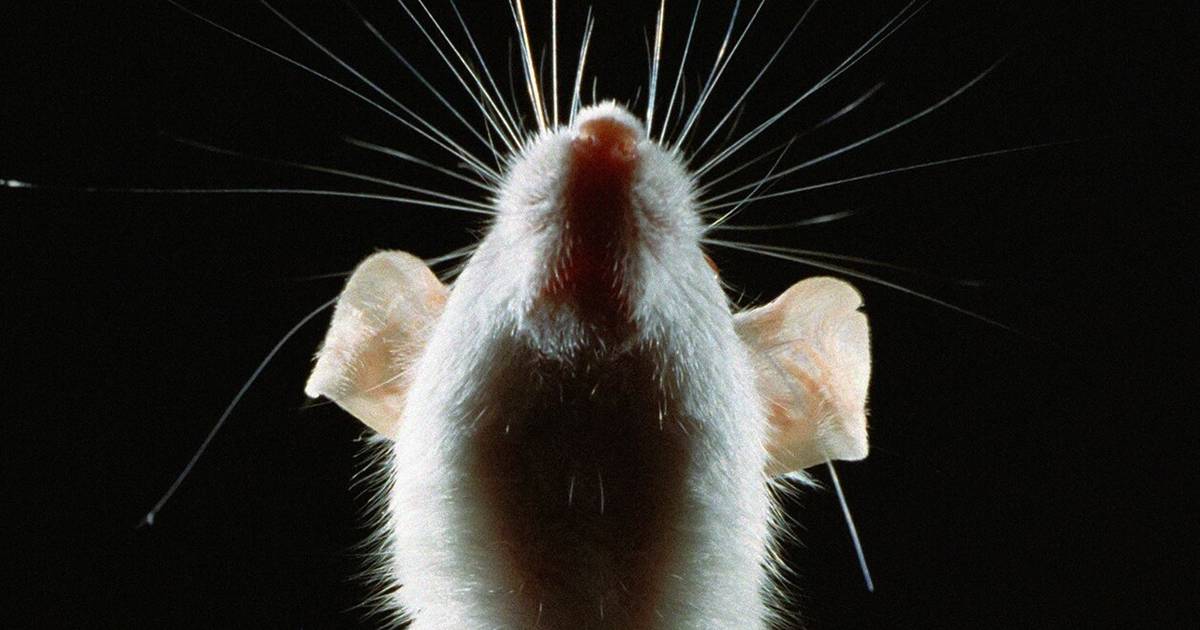 Neue Ausstellung in Sinsteden: Die Würde der Labormaus!