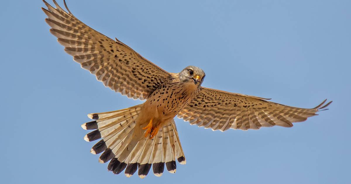 Ornithologische Tour zu den Greifvögeln auf der Königshovener Höhe