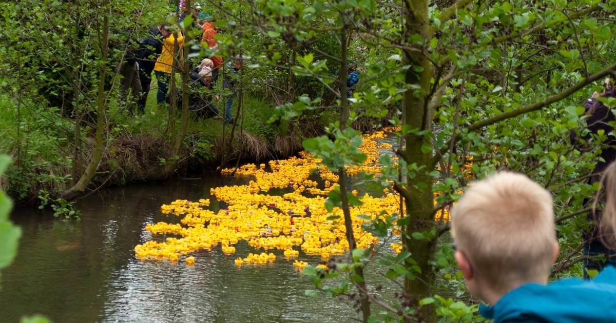 Das Eckumer Entenrennen wird vorbereitet