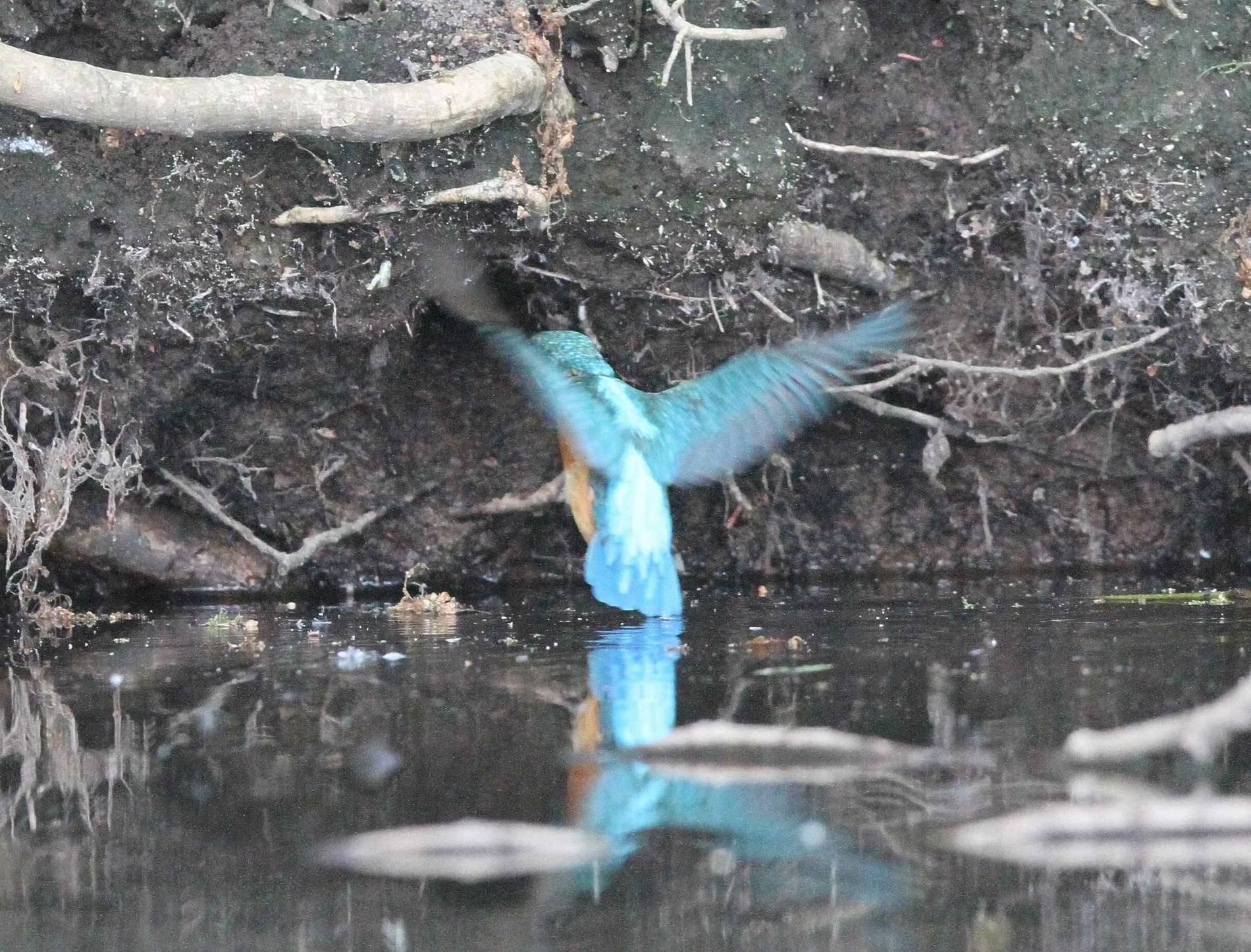 Unwetter und Hochwasser der Erft: Auch die Eisvögel sind betroffen